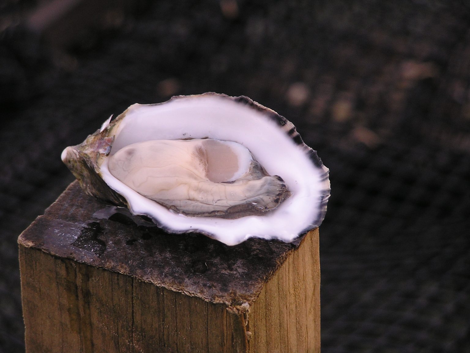 Story of an Oyster – Oysters SA